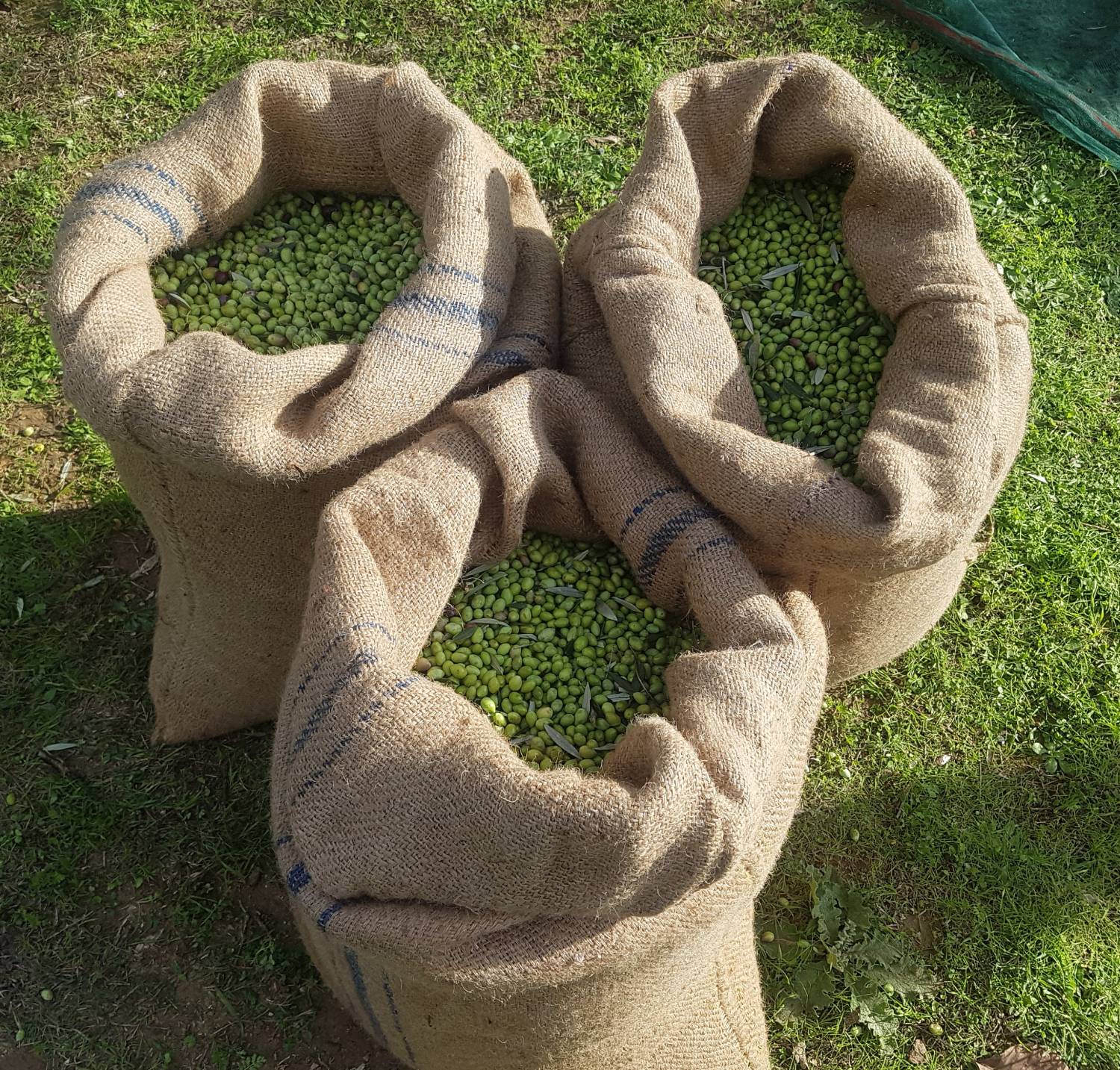 high phenolic olive oil 5 litre organic extra virgin in a box early harvest